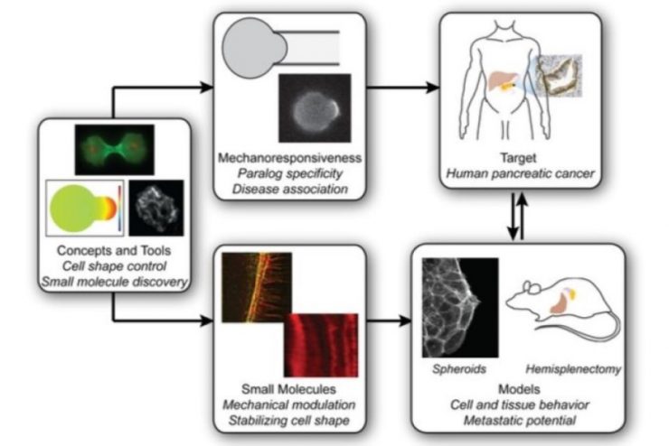 Johns Hopkins Researchers ID Compound That Could Play A Novel Role In ...