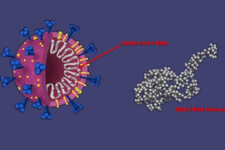 Promising Anti-Cancer Drug Also May Function as Covid-19 Antiviral Therapy - Johns Hopkins ...
