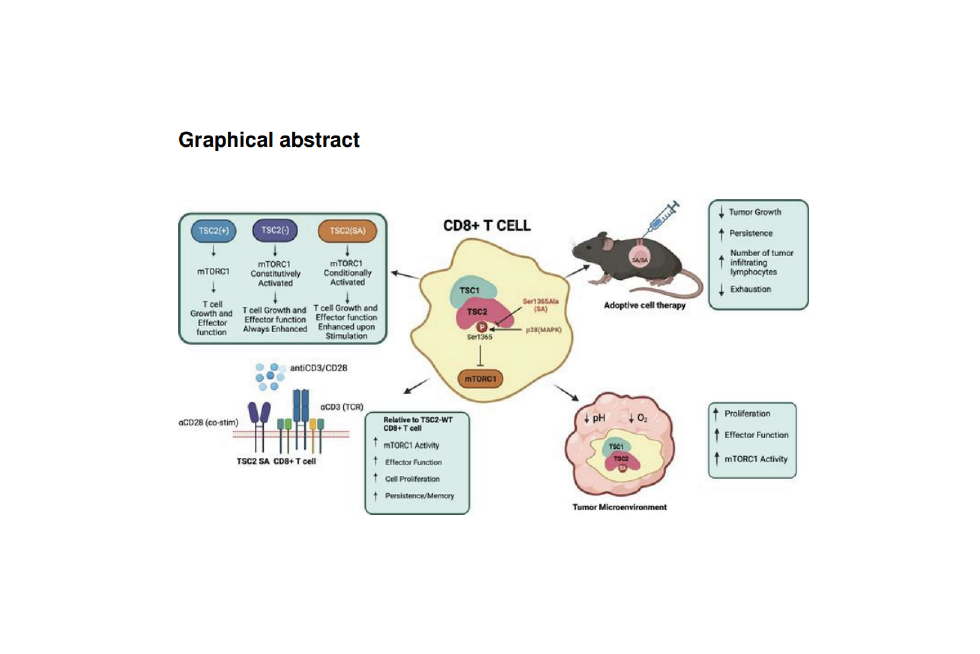 Protein Mutation Creates ‘Super’ T Cells with Potential to Fight Off ...